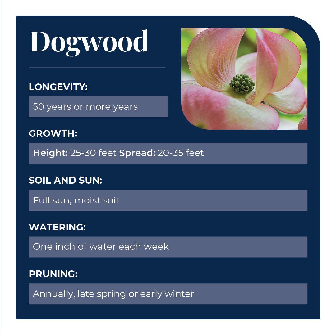Dogwood Trees: Everything You Need to Know | Arbor Masters