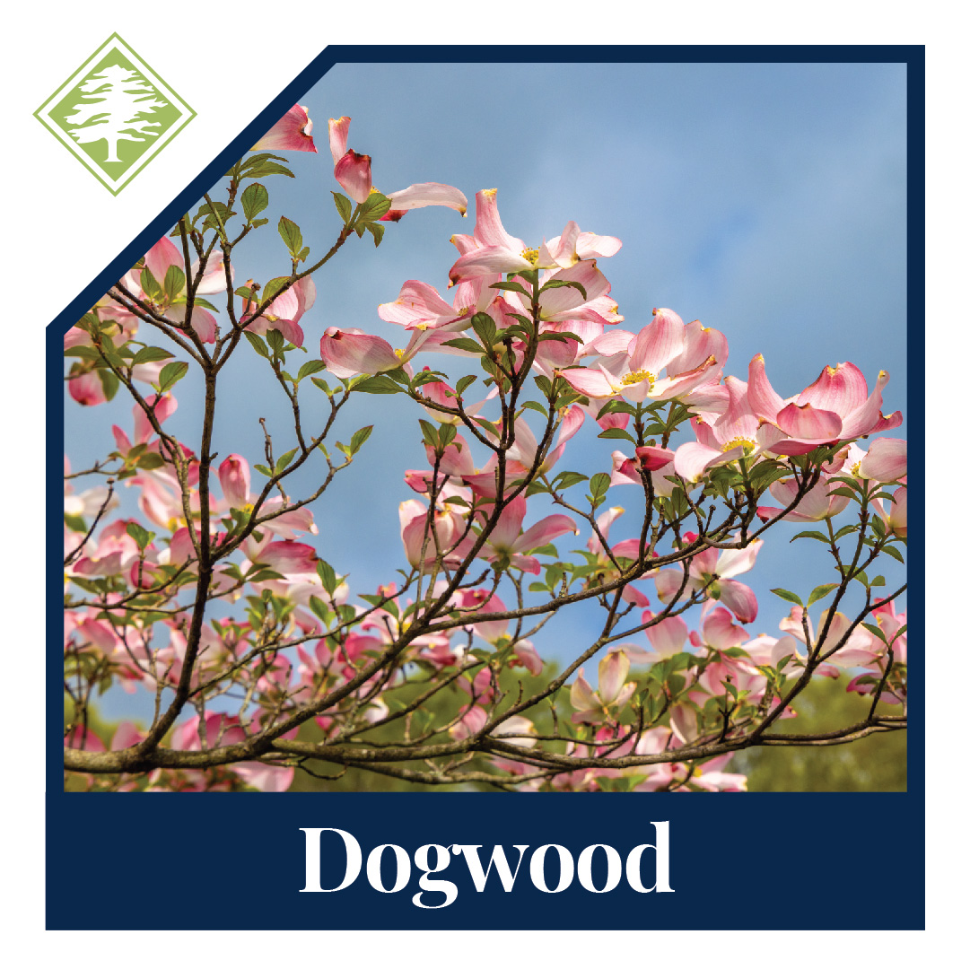 Dogwood Trees: Everything You Need to Know | Arbor Masters