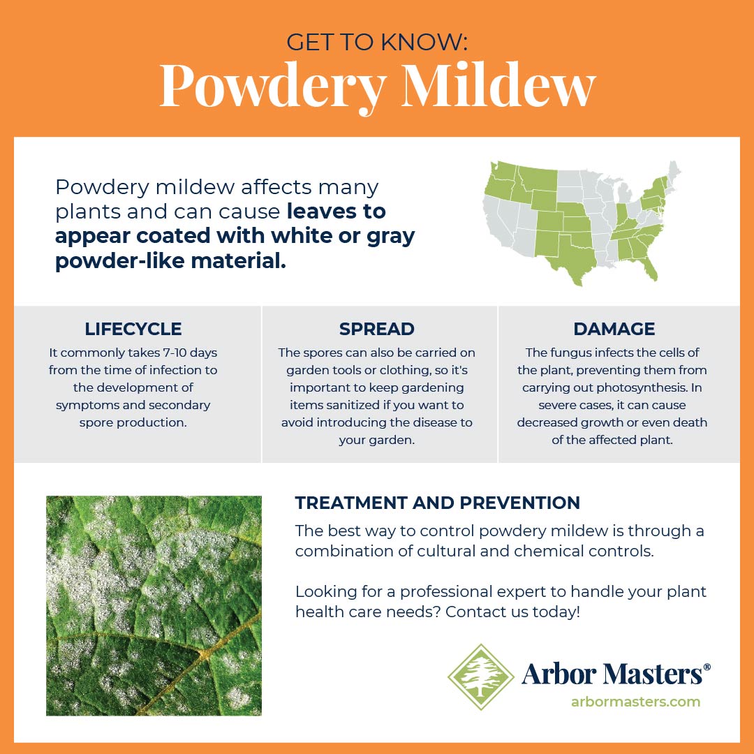 Preventing and Managing Powdery Mildew on Your Midwest Trees and Plants | Arbor Masters