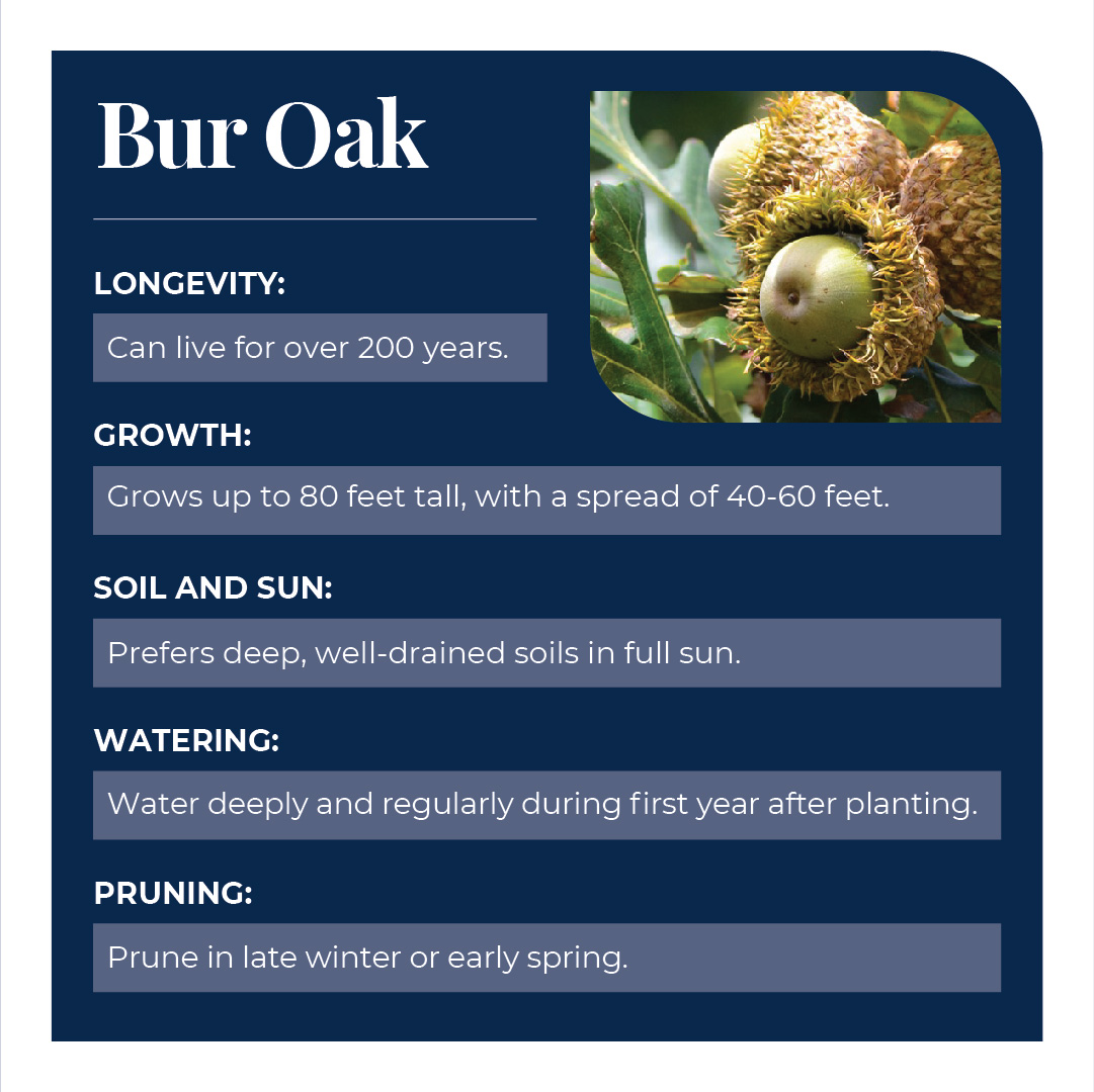 Everything You Want to Know About Bur Oak Trees (and Acorns) | Arbor ...