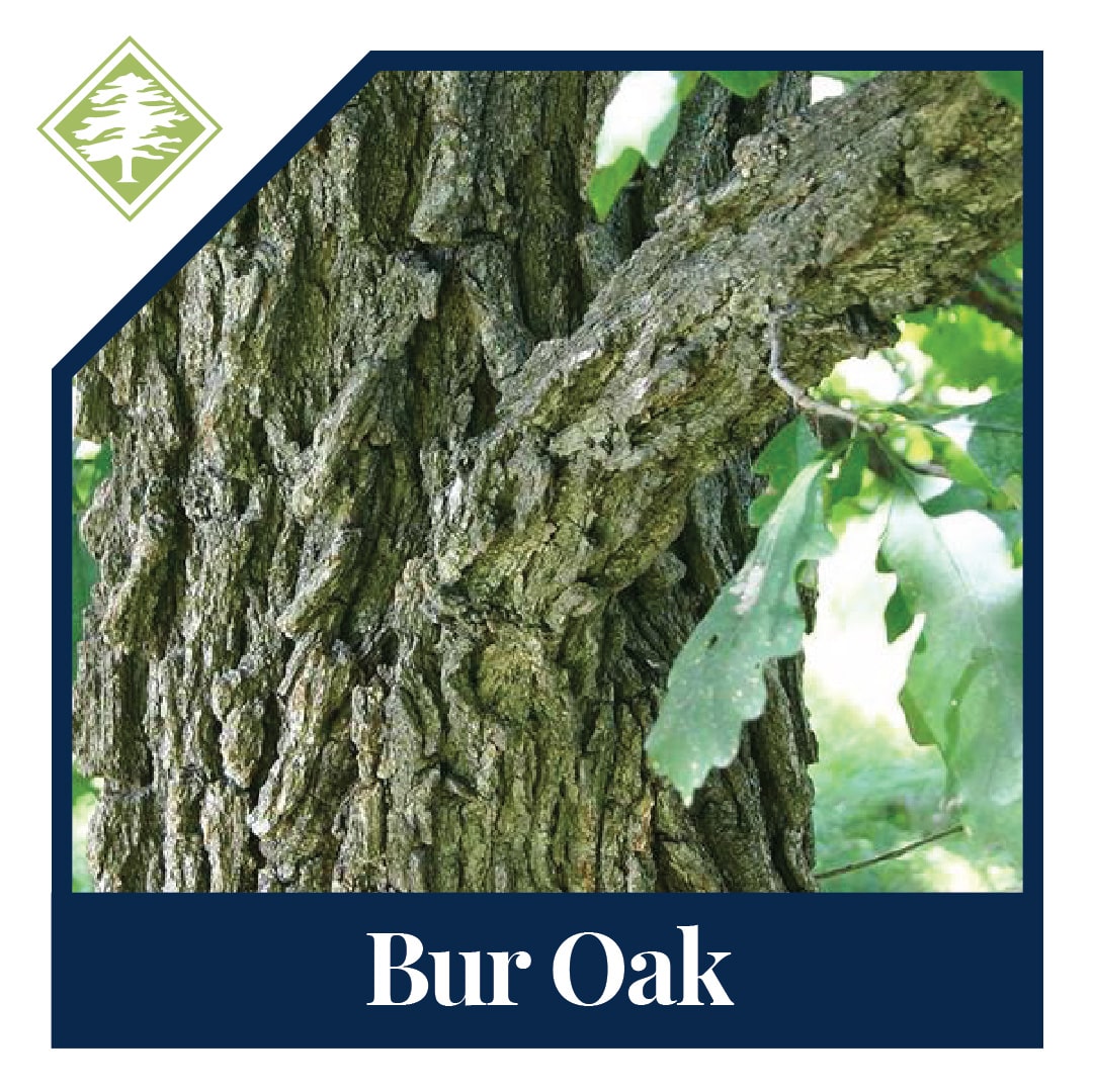 Everything You Want to Know About Bur Oak Trees (and Acorns) | Arbor ...