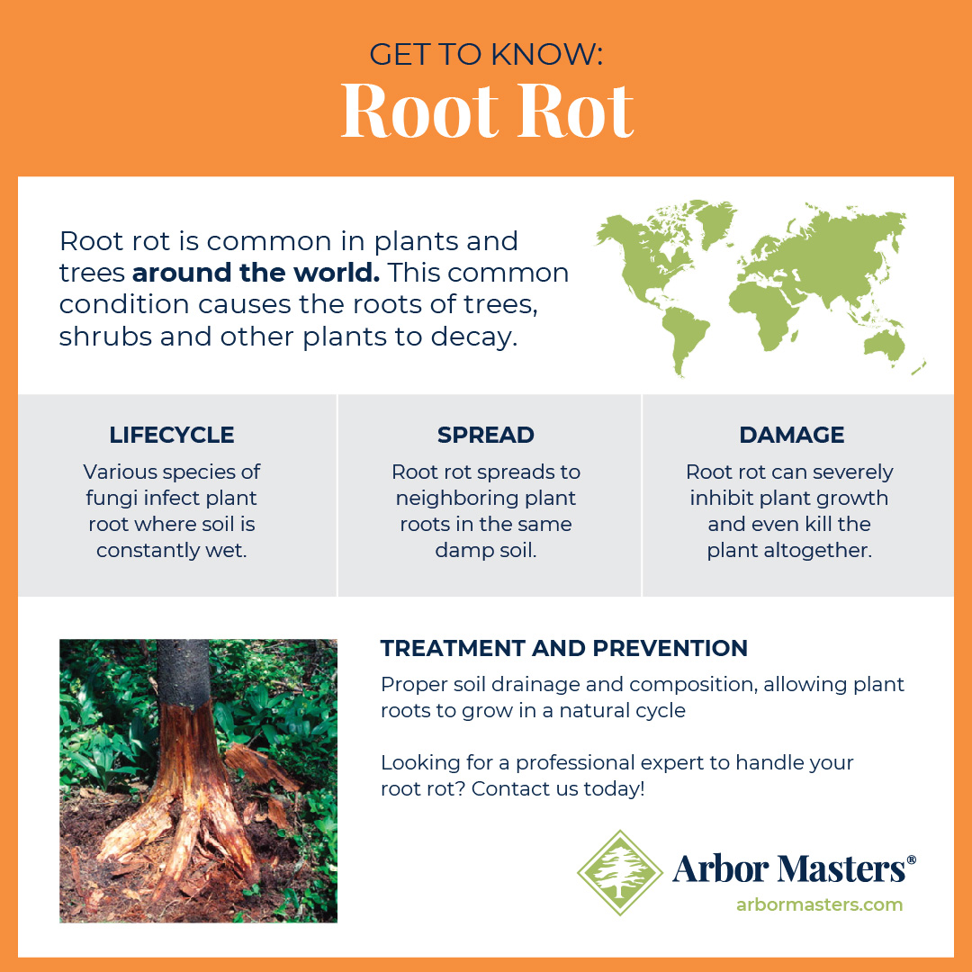 Root Rot: Causes, Symptoms, and Treatment Options for Midwest Trees ...