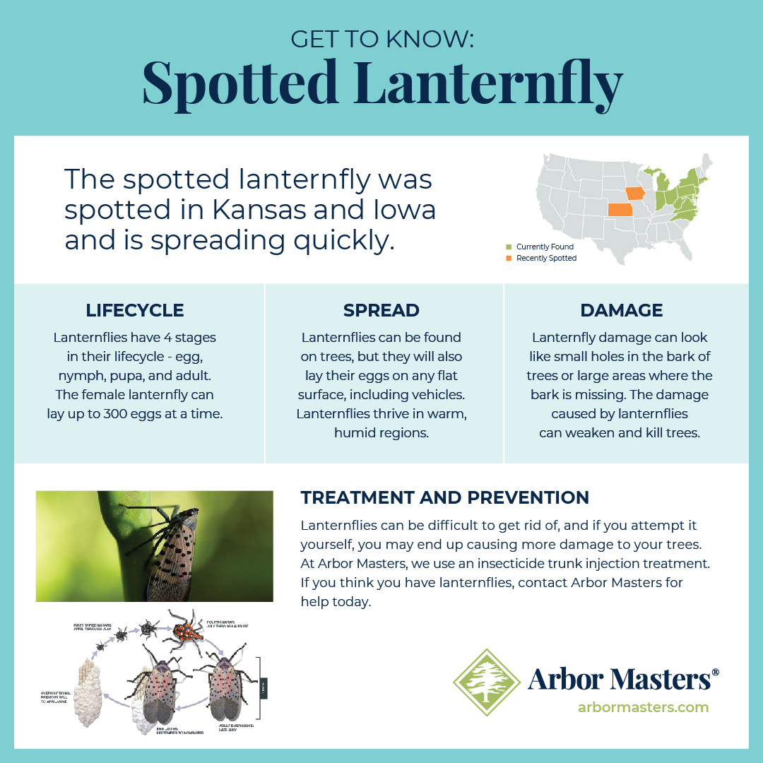 Spotted Lanternfly Seen in the Midwest | Arbor Masters
