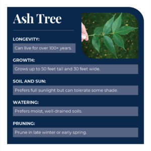 Ash Tree & Leaves: A Complete Guide | Arbor Masters