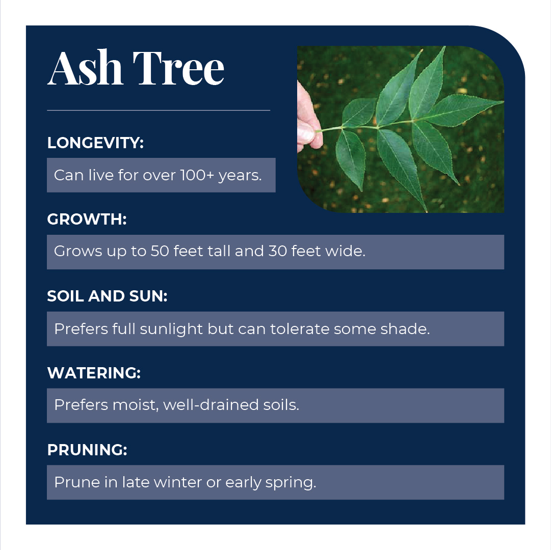 Ash Tree & Leaves: A Complete Guide | Arbor Masters