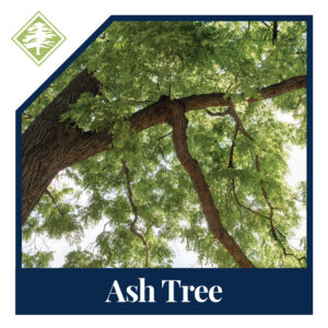 Ash Tree & Leaves: A Complete Guide - Arbor Masters