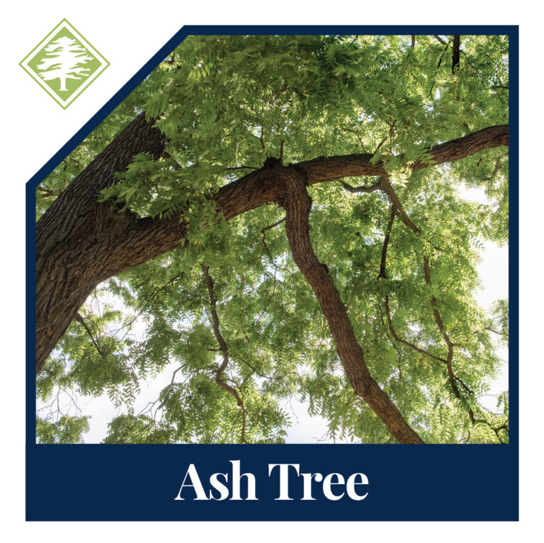 Ash Tree & Leaves: A Complete Guide - Arbor Masters
