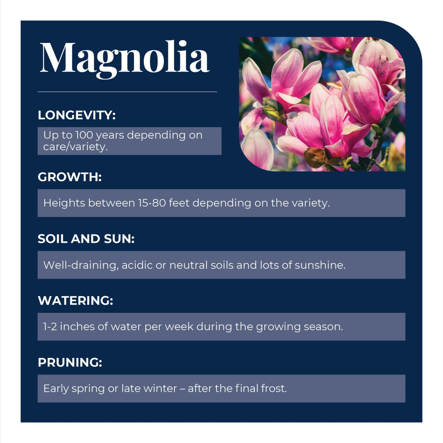 Magnolia Trees: A Complete Guide for Midwest Homeowners | Arbor Masters