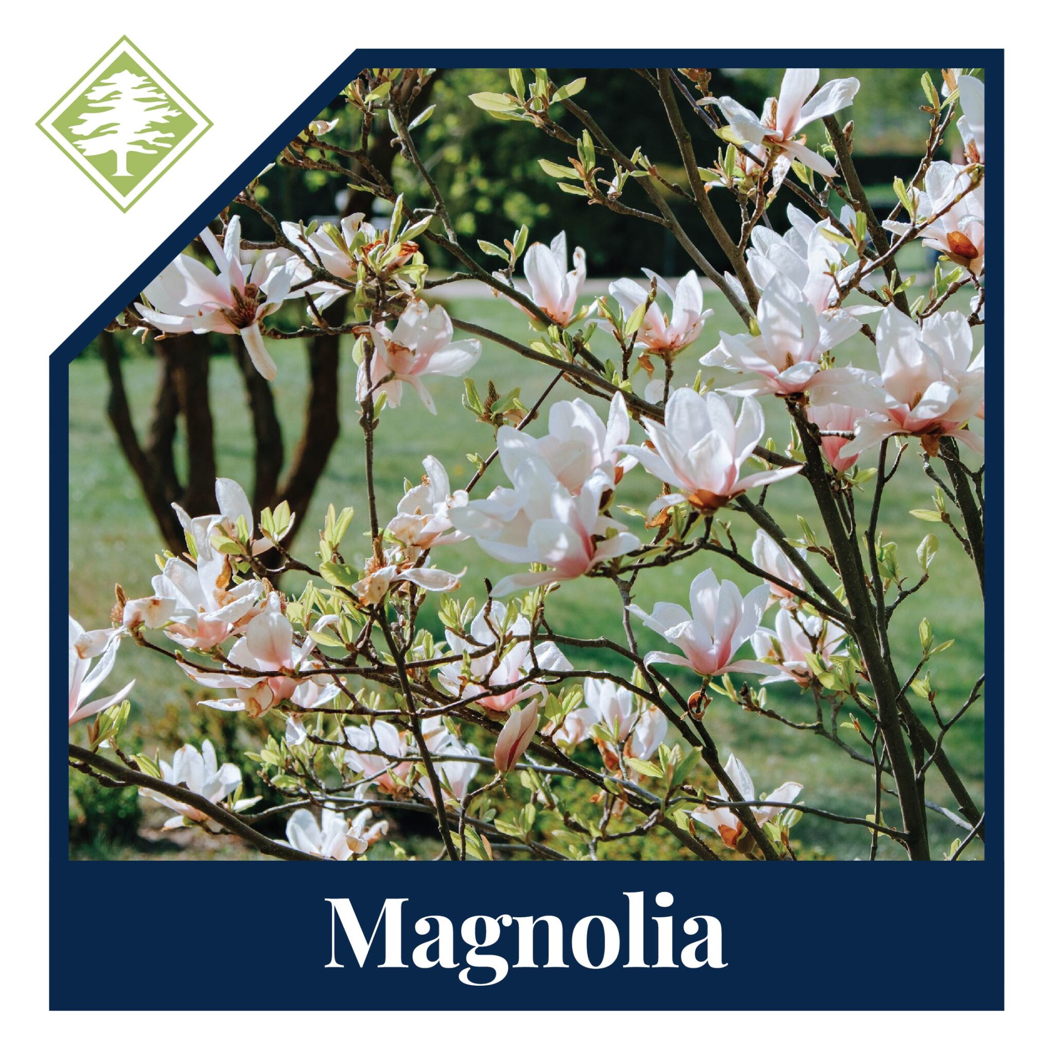 Magnolia Trees: A Complete Guide for Midwest Homeowners | Arbor Masters