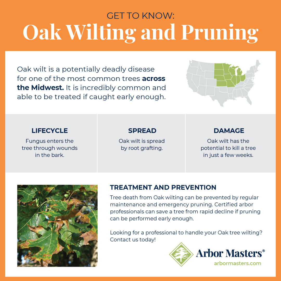 Everything You Need to Know About Pruning Oak Trees and Oak Wilt | Arbor Masters