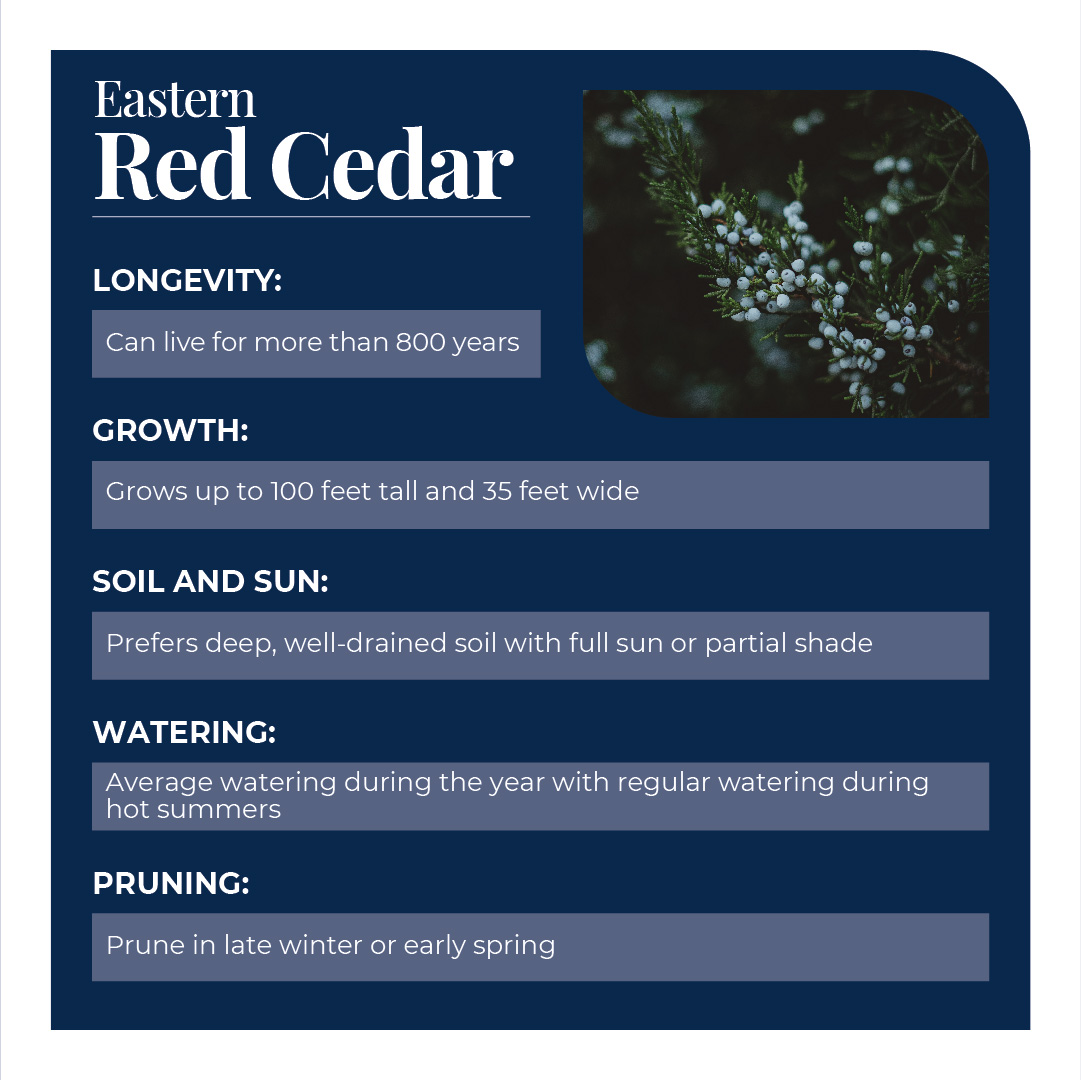 Eastern Red Cedar: Everything You Want To Know | Arbor Masters