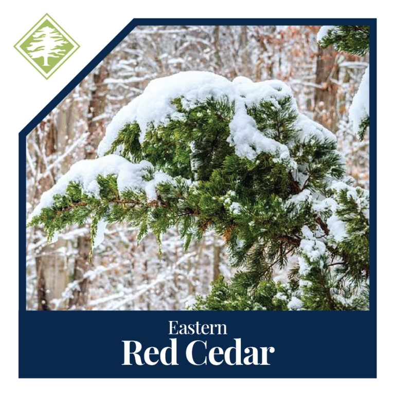 Eastern Red Cedar: Everything You Want To Know - Arbor Masters