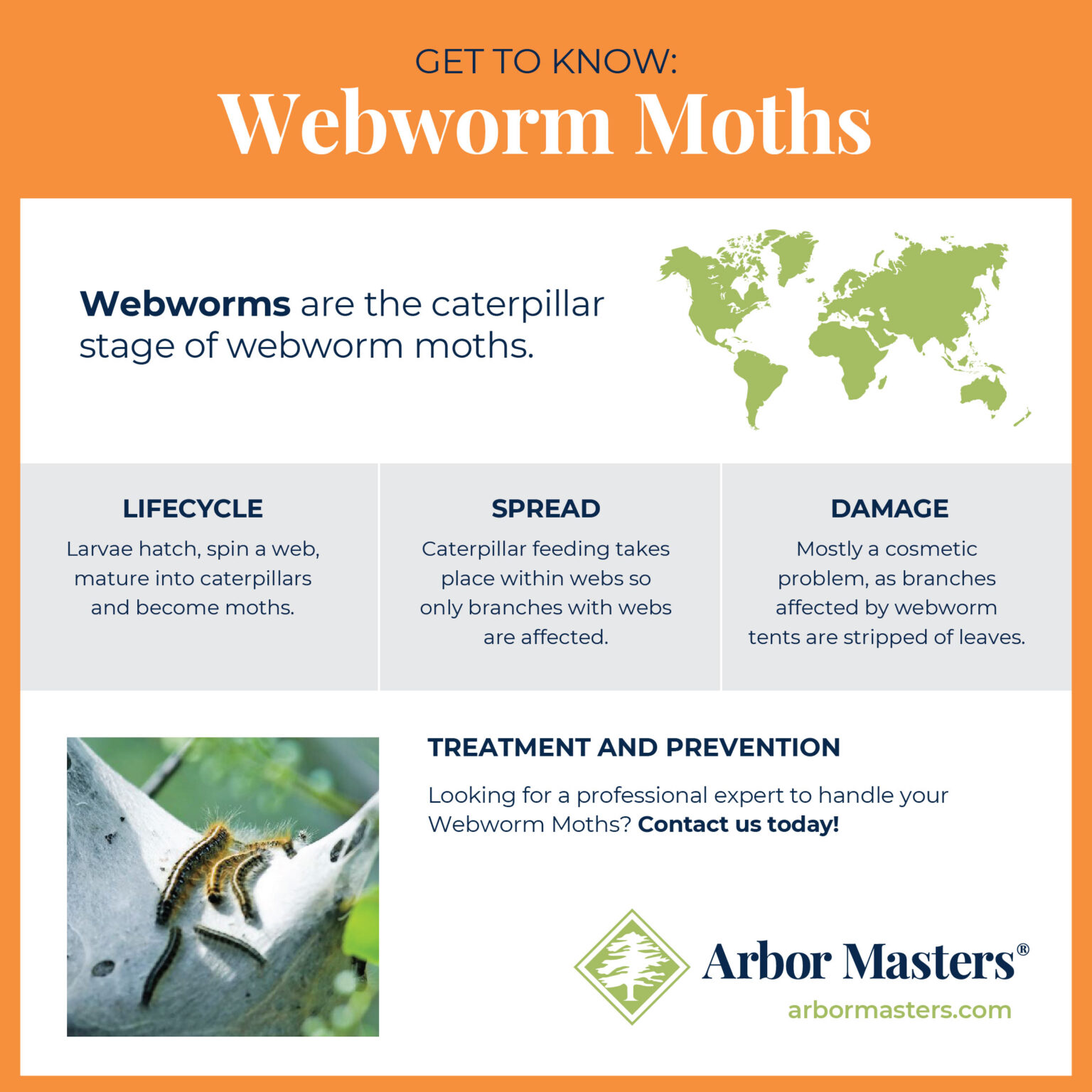 Webworm Infestations: How to Protect Your Midwest Trees | Arbor Masters
