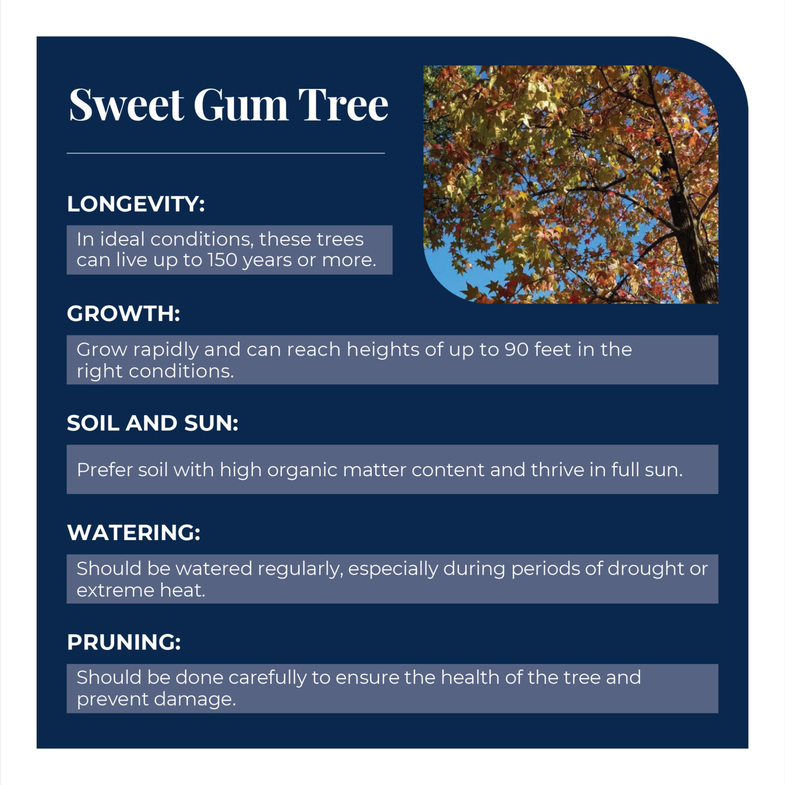 Sweet Gum Tree Care: Tips for Growing and Maintaining Sweet Gums in the ...
