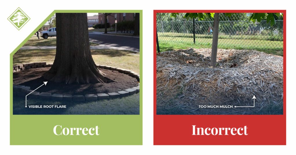 Mulching Your Midwest Trees: Benefits and Best Practices - Arbor Masters