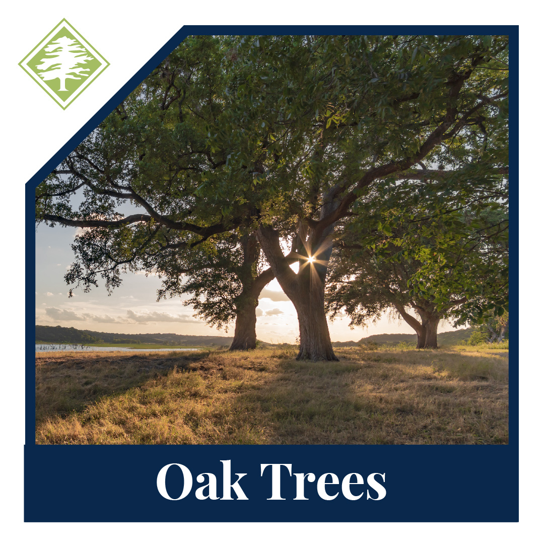 Texas Oak Trees - Arbor Masters