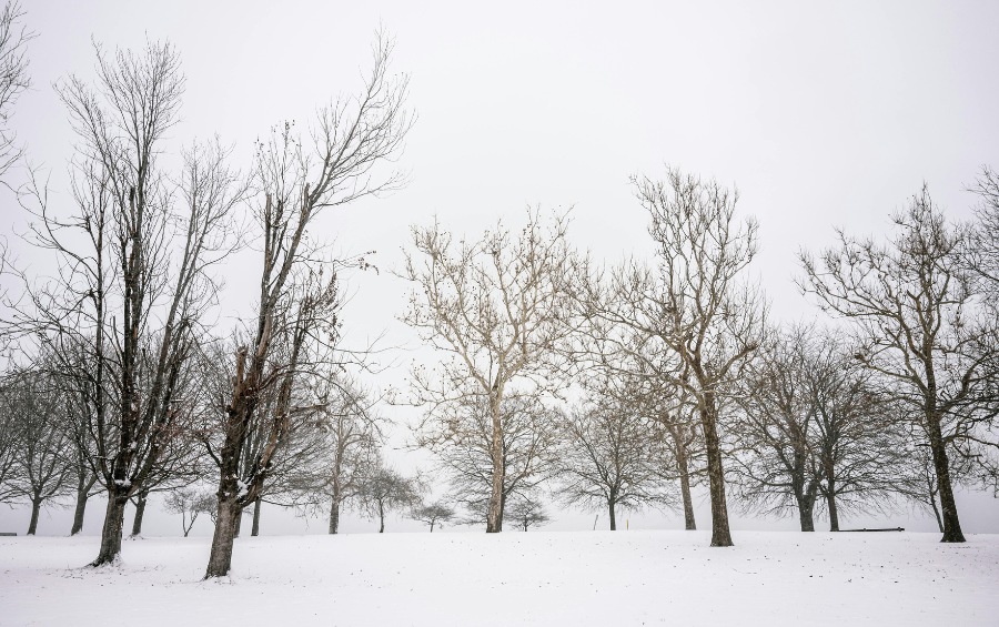 How Weight Reduction Pruning Prevents Storm Damage in Iowa
