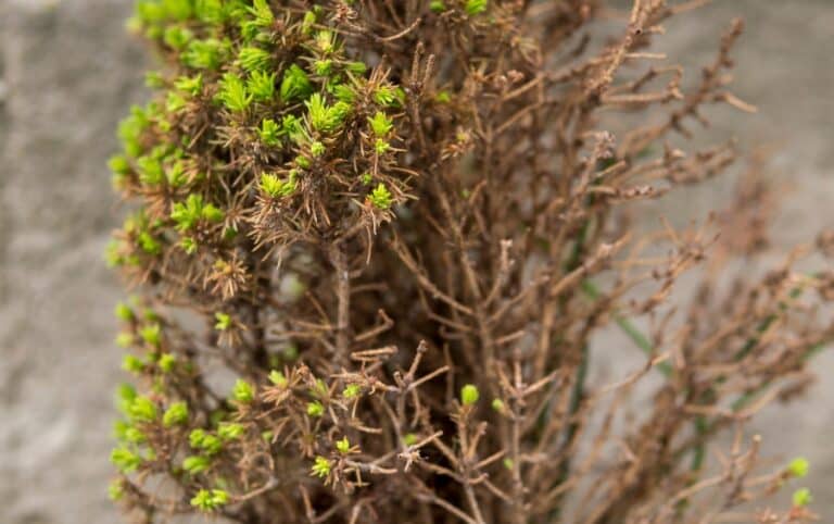 How to Protect Your Evergreens from Winter Burn with Anti-Desiccants