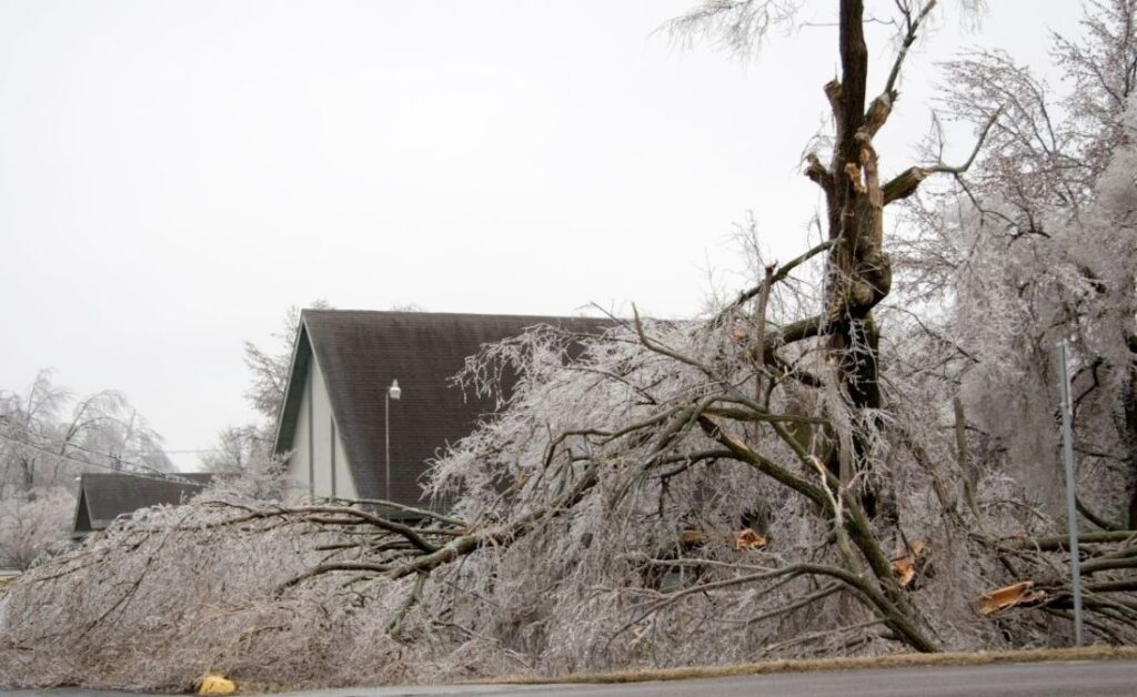 How to Spot a Hazardous Tree: Signs Your Kansas City Tree Could Be a ...