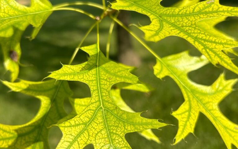 How to Make Your Midwest Trees' Fall Colors More Vibrant: A Tree Care ...