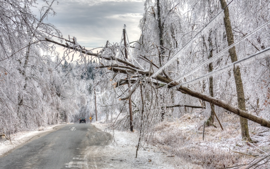 Which Oklahoma City Trees Can Bounce Back After Ice Storm Damage?