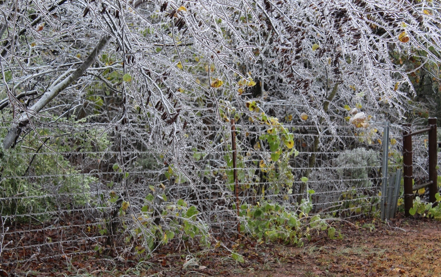 Which Oklahoma City Trees Can Bounce Back After Ice Storm Damage?