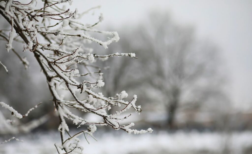 6 Winter Tree Care Tips You Can’t Afford to Ignore While Living in the ...