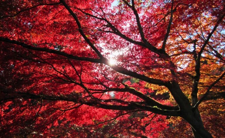 Maple Tree Care Guide: Types, Growth & Expert Tips | Arbor Masters