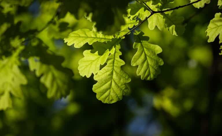 Hypoxylon Canker: What Midwest Homeowners Need to Know to Protect Their ...