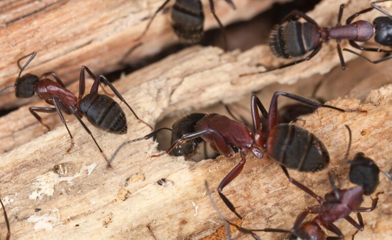 Are Carpenter Ants Harming Your Tree? Here’s What You Should Know ...