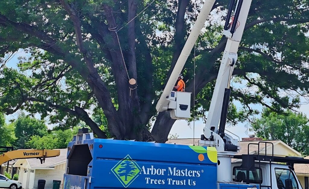 Seasonal Tree Pruning Guide: When & Why to Prune in Tulsa, OK | Arbor Masters