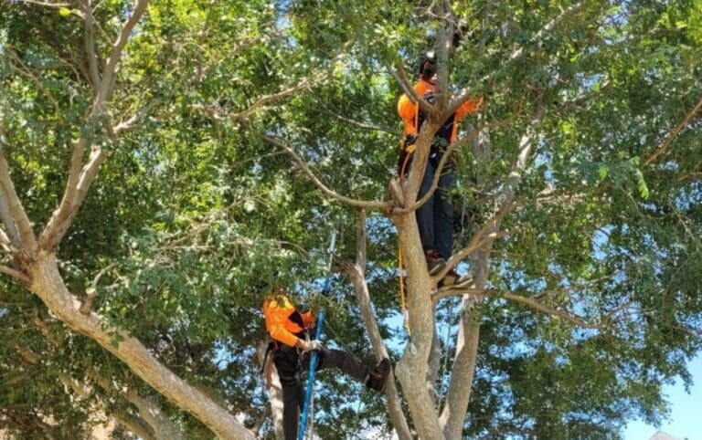 Are Carpenter Ants Harming Your Tree? Here’s What You Should Know ...