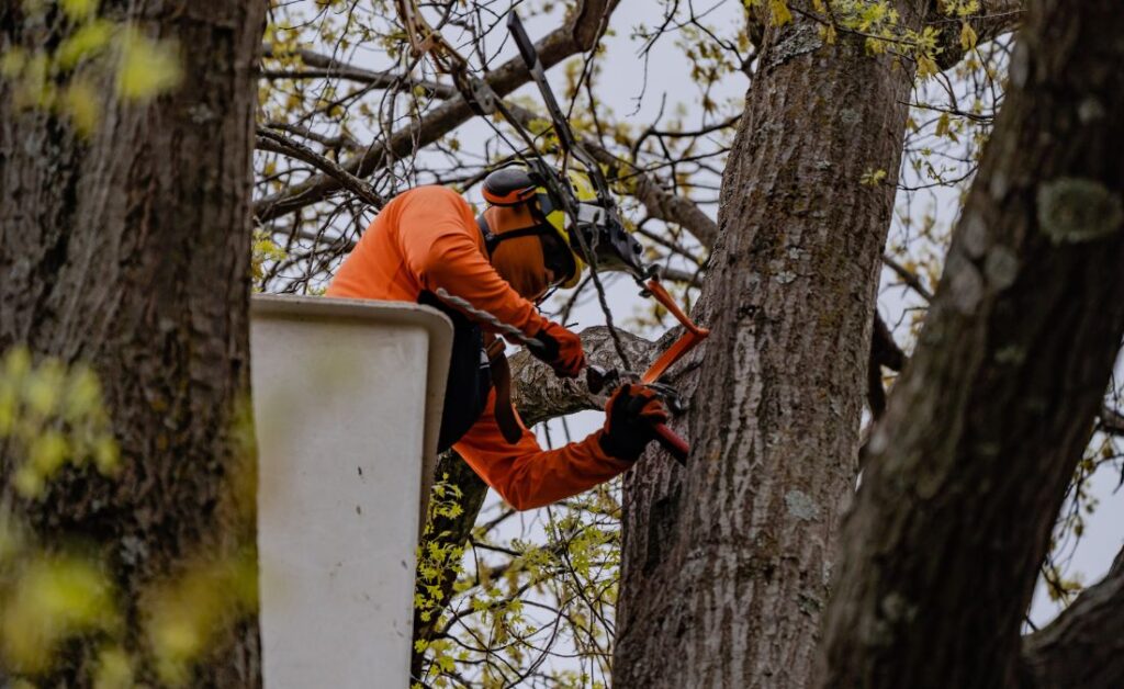 Benefits of Cabling and Bracing Mature Trees in Wichita, KS | Arbor Masters