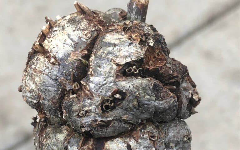 Horned Oak Gall: What Those Spiky Growths on Your Oak Tree Really Mean ...