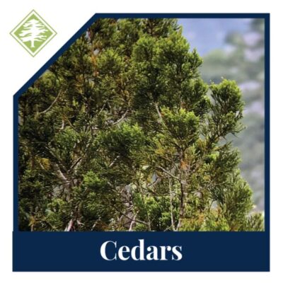Cedar Trees of Texas | Arbor Masters