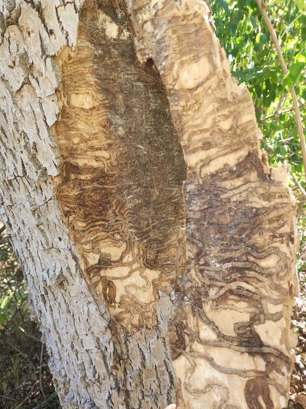 Ash Tree & Leaves: A Complete Guide | Arbor Masters