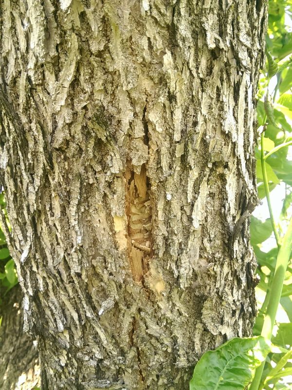 Ash Tree & Leaves: A Complete Guide - Arbor Masters