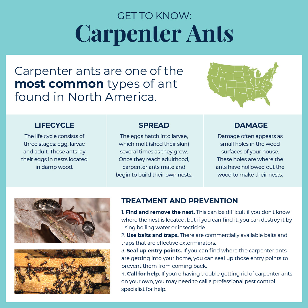 Carpenter Ants: A Homeowner's Guide to Detection and Control - Arbor ...