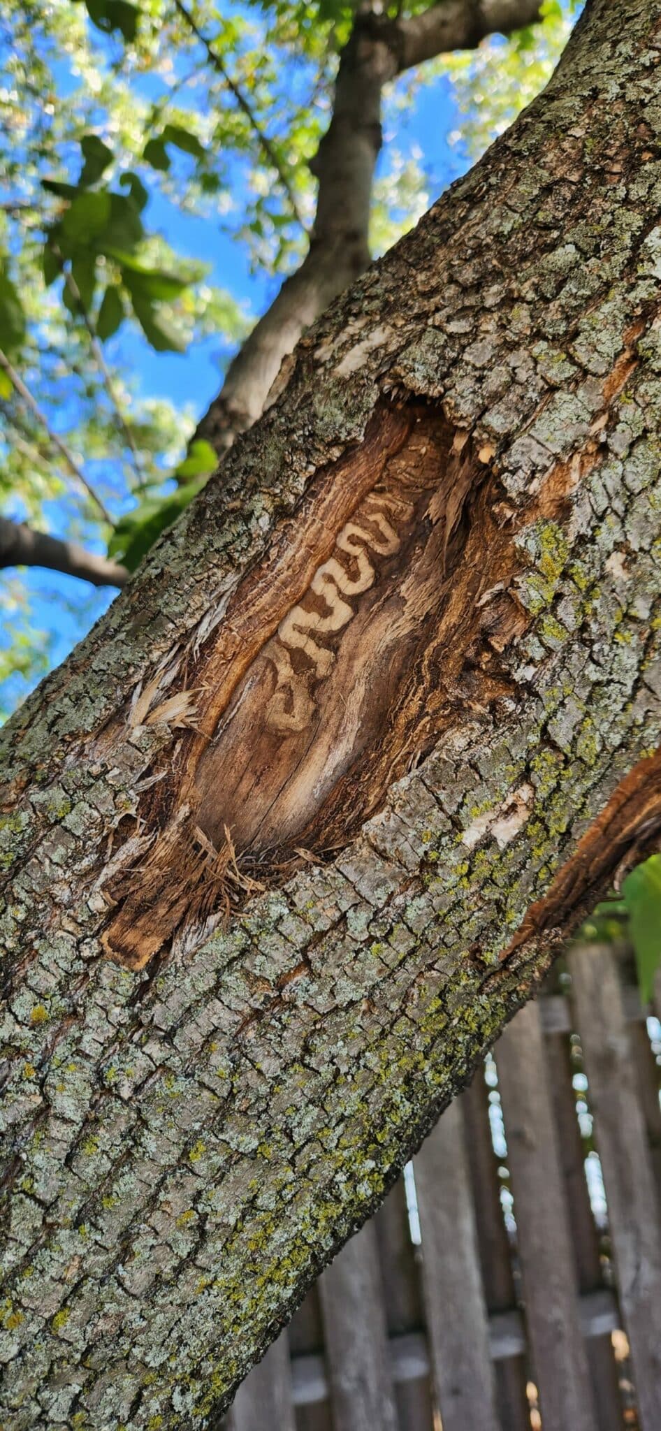 Wood-Boring Beetles: Identifying and Controlling These Destructive ...
