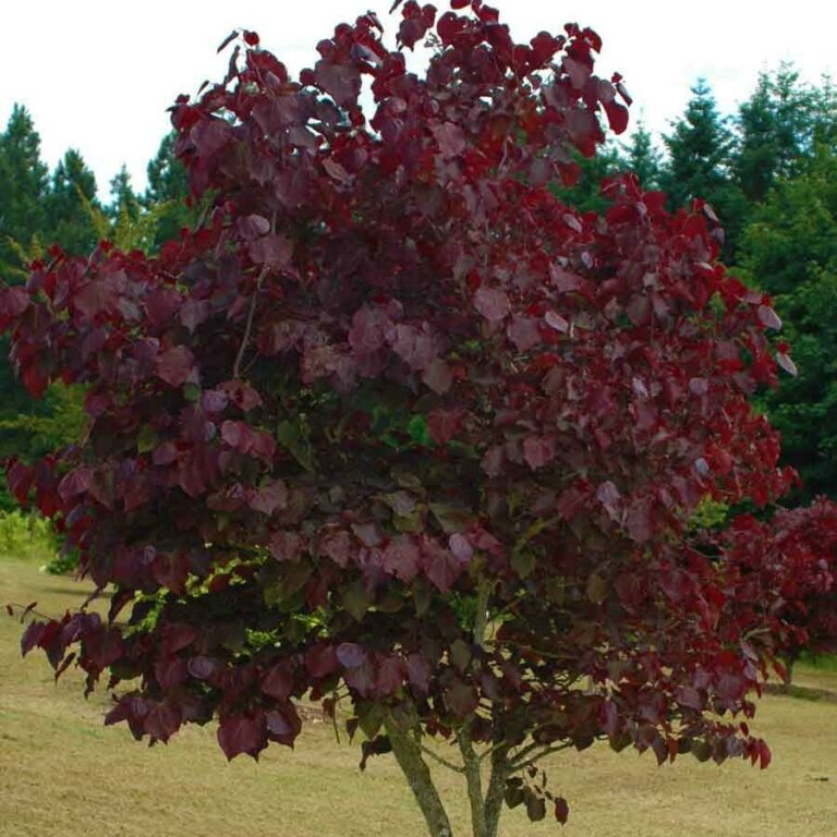 Redbud Trees: Everything You Need to Know | Arbor Masters