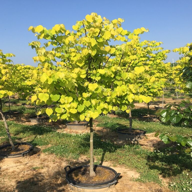 Redbud Trees: Everything You Need to Know | Arbor Masters