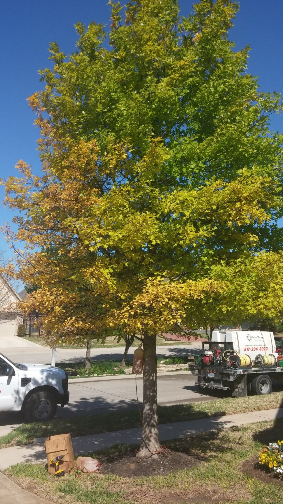 Iron Chlorosis: Identifying and Treating This Common Nutrient ...