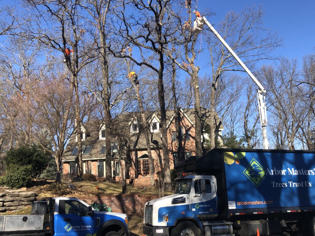 Tree Pruning in the Quad Cities | Advantage Tree Services, an Arbor ...