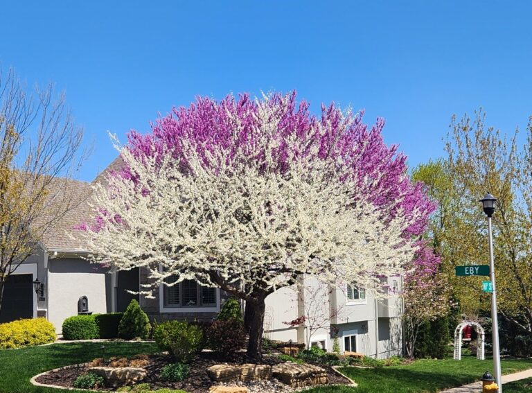 Redbud Trees: Everything You Need to Know | Arbor Masters