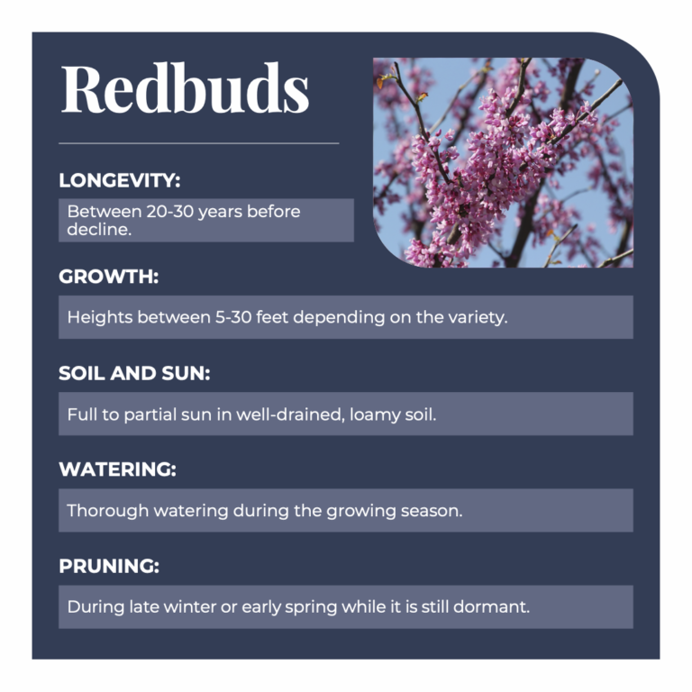 Redbud Trees: Everything You Need to Know | Arbor Masters