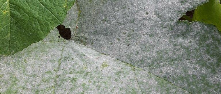 Preventing and Managing Powdery Mildew on Your Midwest Trees and Plants ...