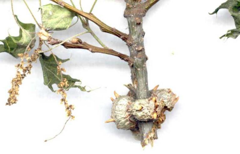Horned Oak Gall: What Those Spiky Growths on Your Oak Tree Really Mean ...