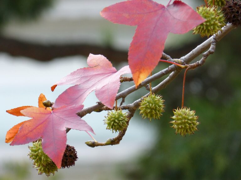 Sweet Gum Tree Care: Tips for Growing and Maintaining Sweet Gums in the ...