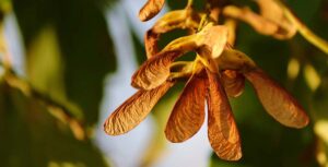 Maple Trees: A Complete Guide to Planting & Care | Arbor Masters