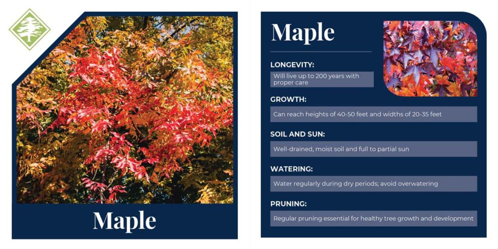 Maple Trees: A Complete Guide to Planting & Care - Arbor Masters